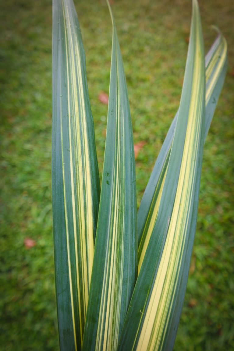 Hala Leaf - Alii Hawaiian Flowers